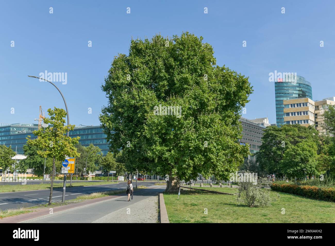 Oldest plane tree in Berlin, Kaiser-Platane, Potsdamer Strasse ...