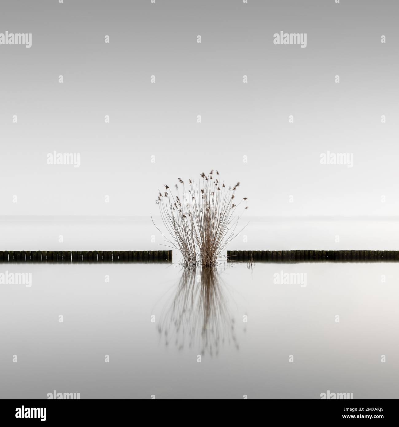 Groynes for bank protection at Mueggelsee in Berlin, Germany, 2022 ...