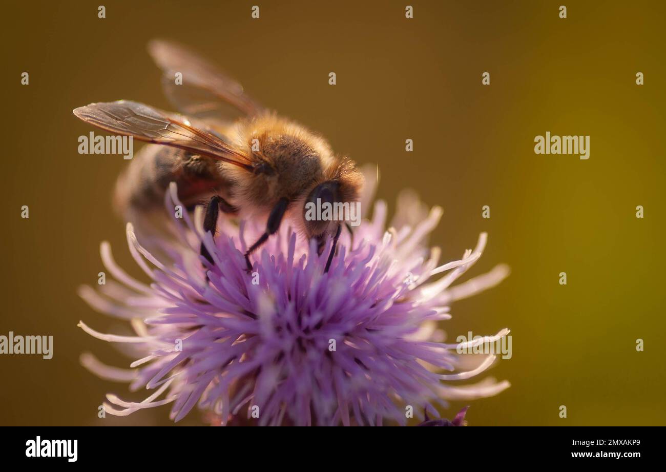 A macro of a carniolan honey bee on thistle collecting pollen Stock ...