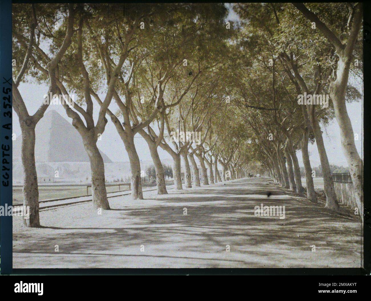 Around Cairo, Egypt, Africa Road leading to the Pyramids of Giza , 1914 ...