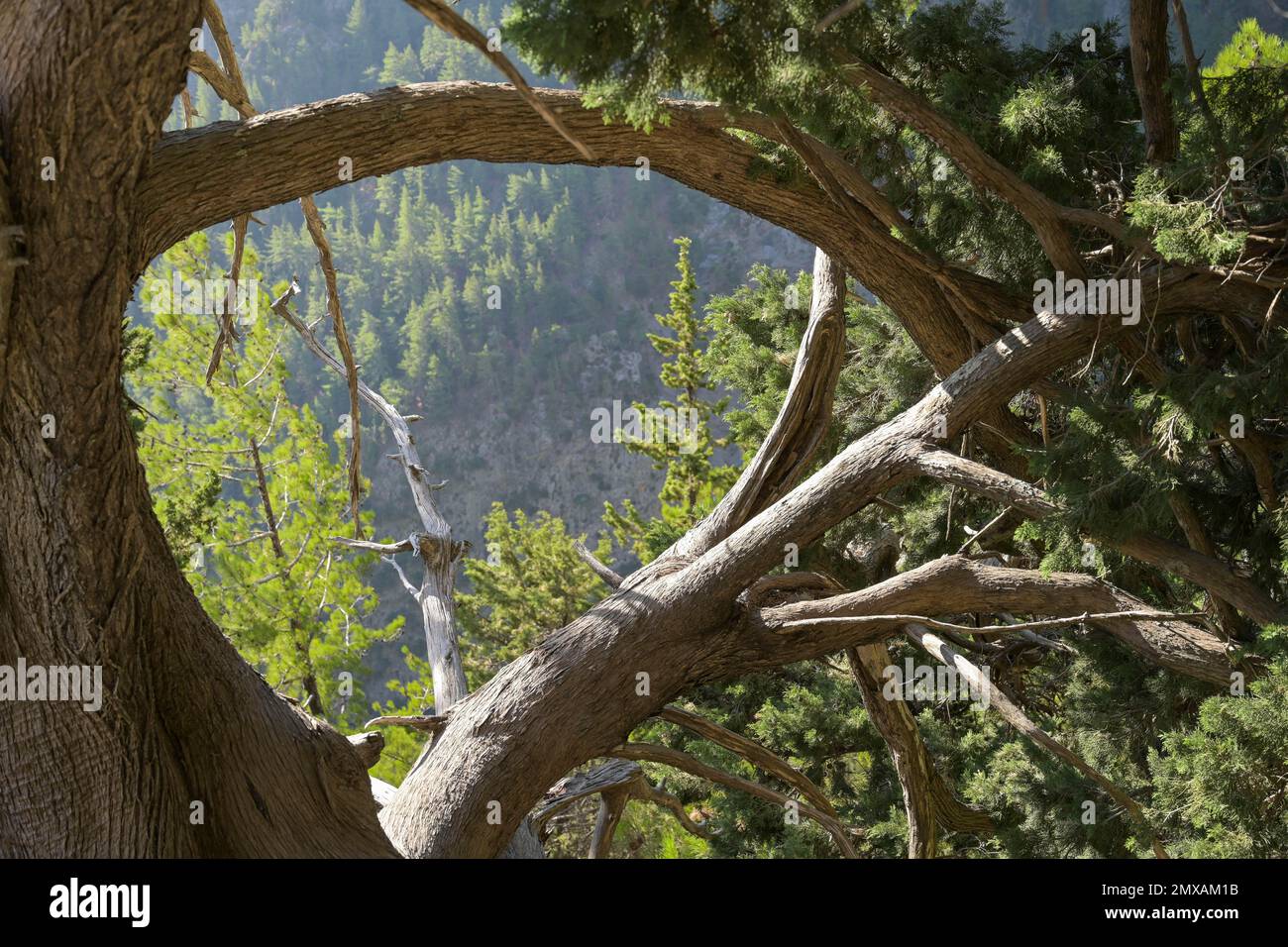 Pine tree, Samaria Gorge, Crete, Greece Stock Photo - Alamy