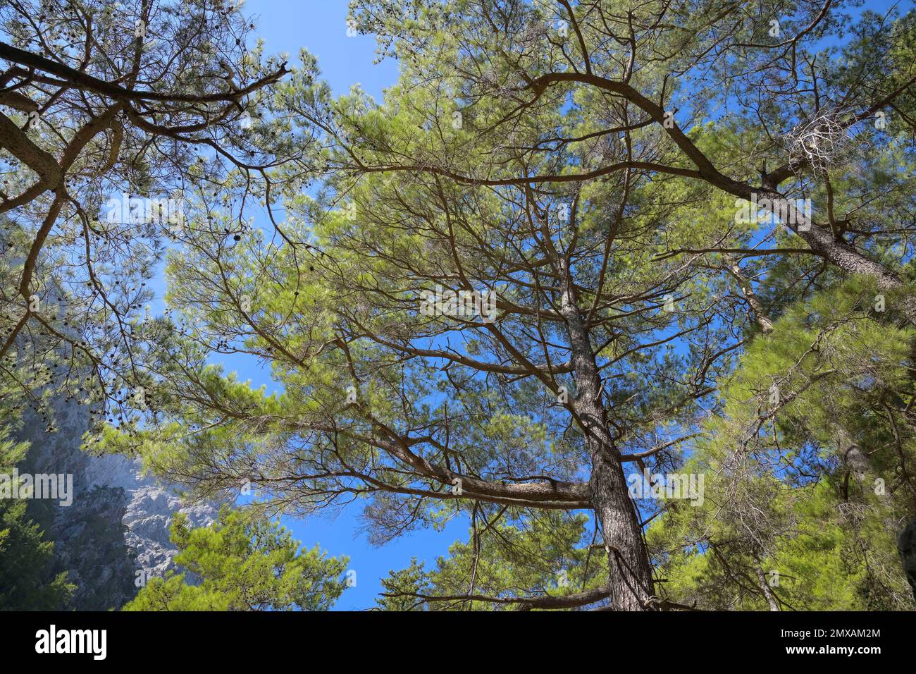Pine trees, Samaria Gorge, Crete, Greece Stock Photo - Alamy