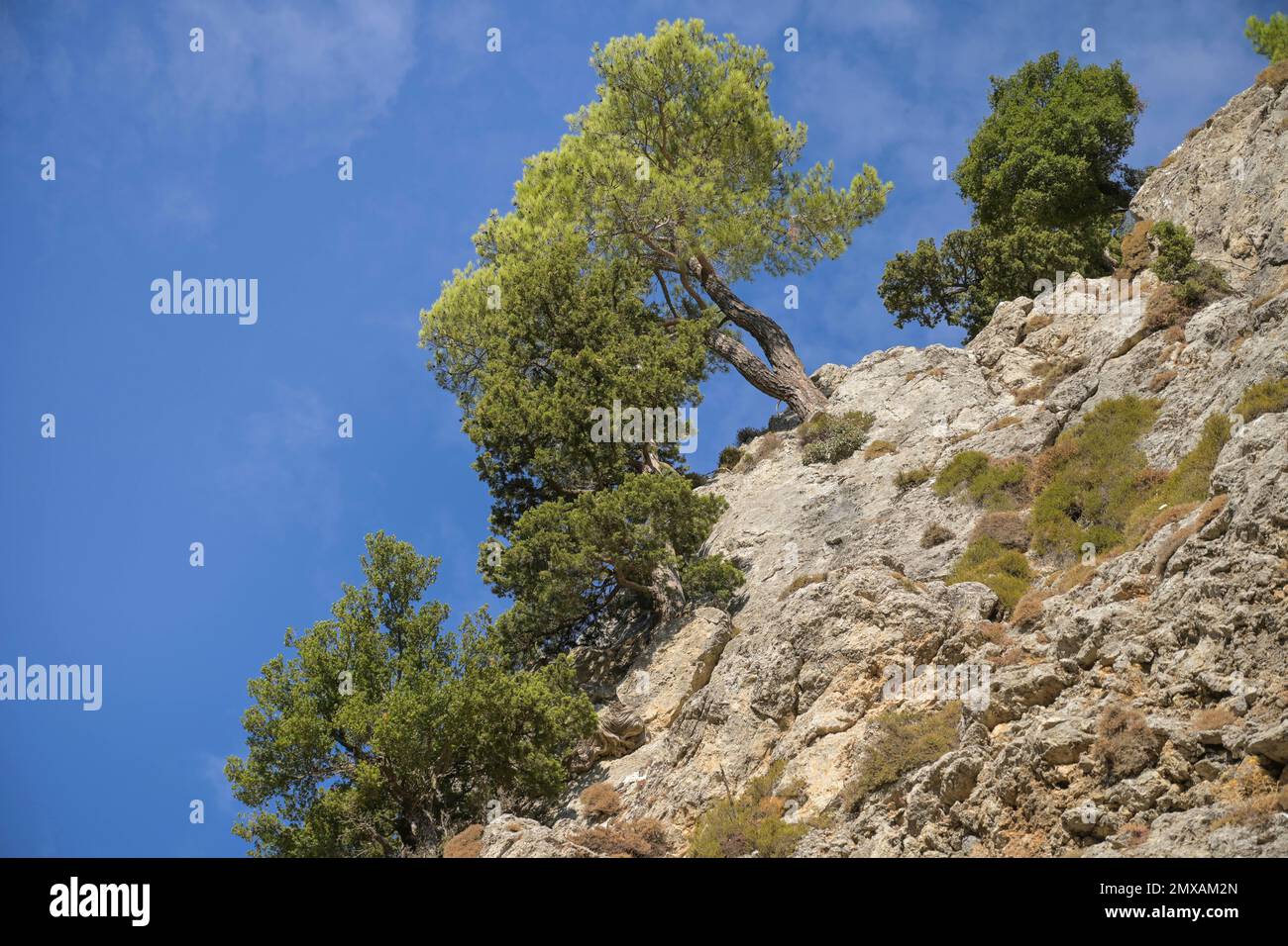 Pine trees, Samaria Gorge, Crete, Greece Stock Photo - Alamy