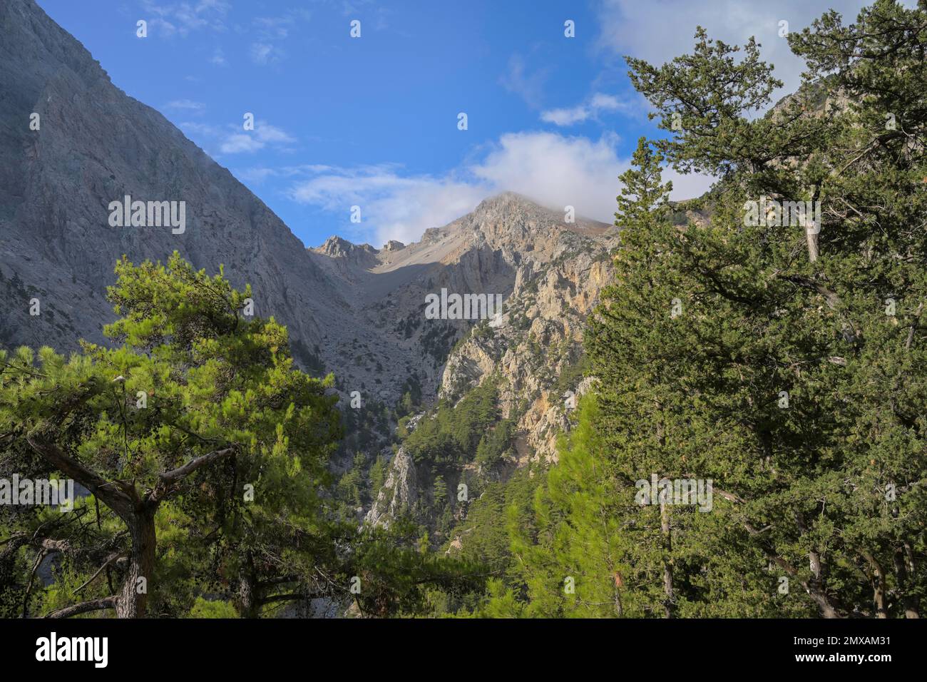 Trees, Samaria Gorge, Upper Passage, Crete, Greece Stock Photo - Alamy
