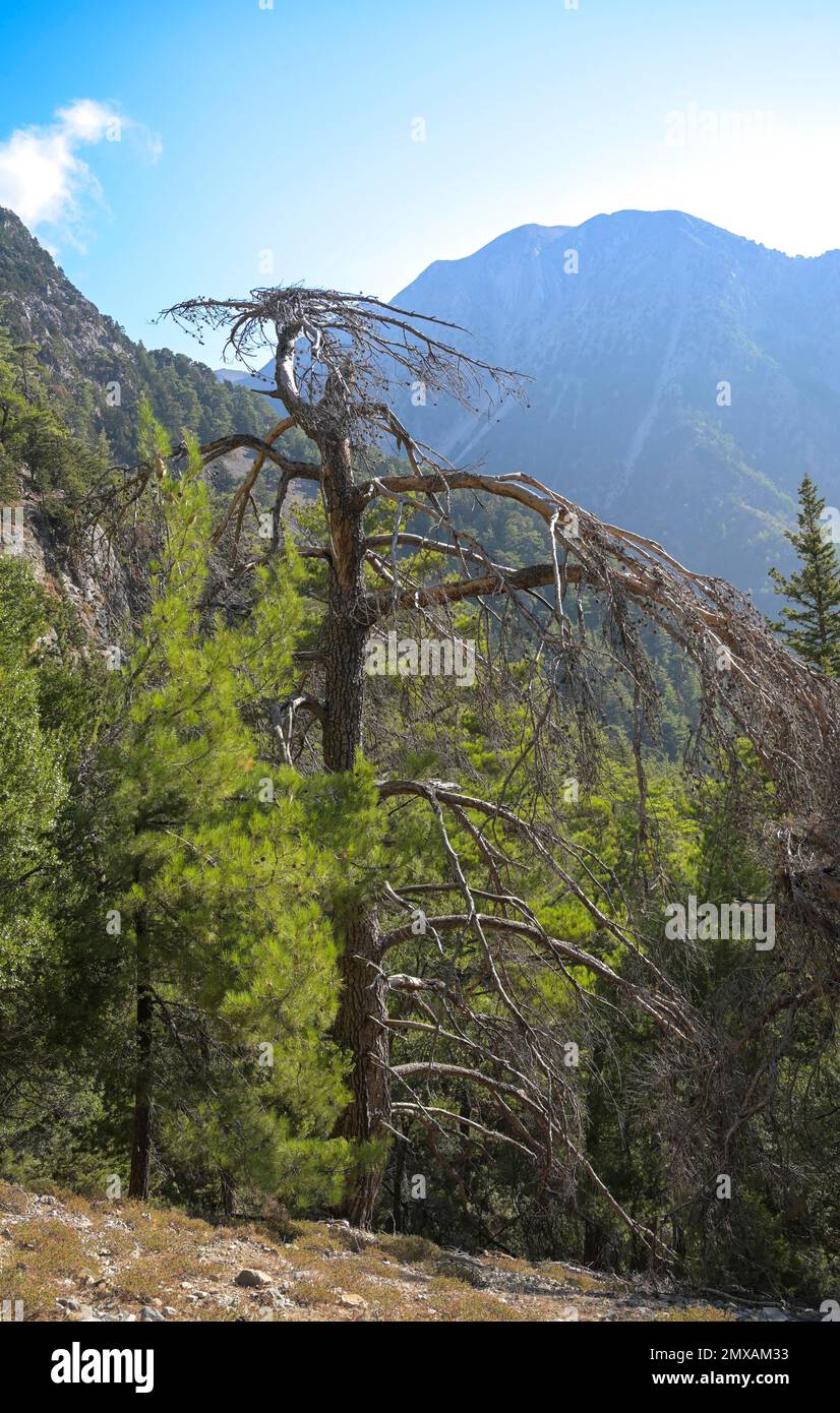 Dead Pine, Samaria Gorge, Crete, Greece Stock Photo - Alamy