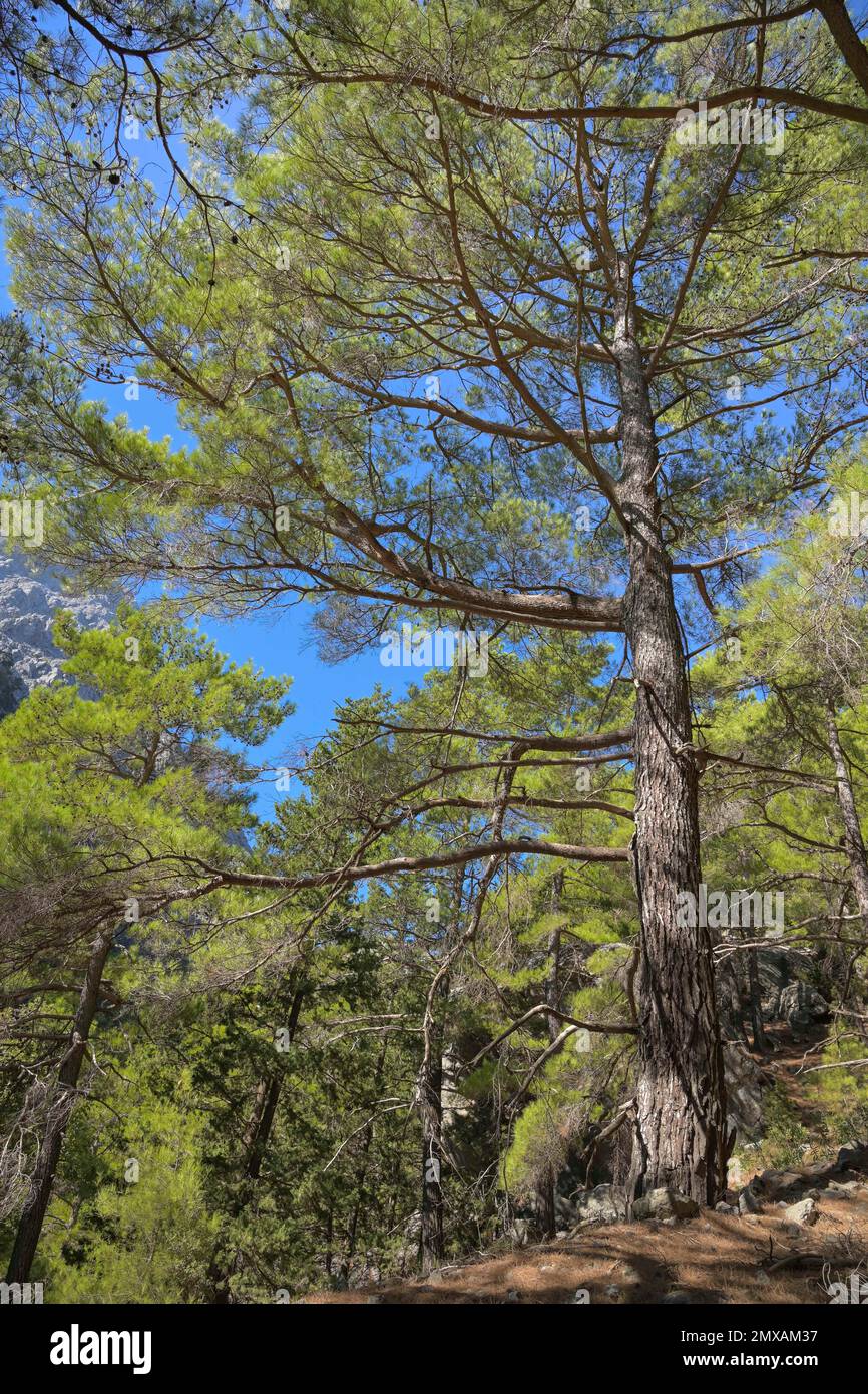 Pine trees, Samaria Gorge, Crete, Greece Stock Photo - Alamy