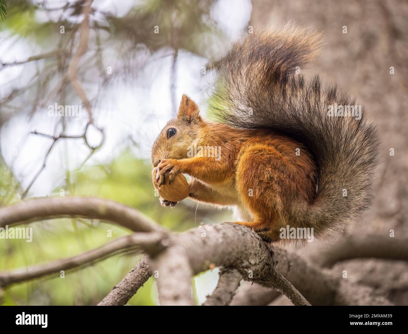 The squirrel with nut sits on tree in the autumn. Eurasian red squirrel ...