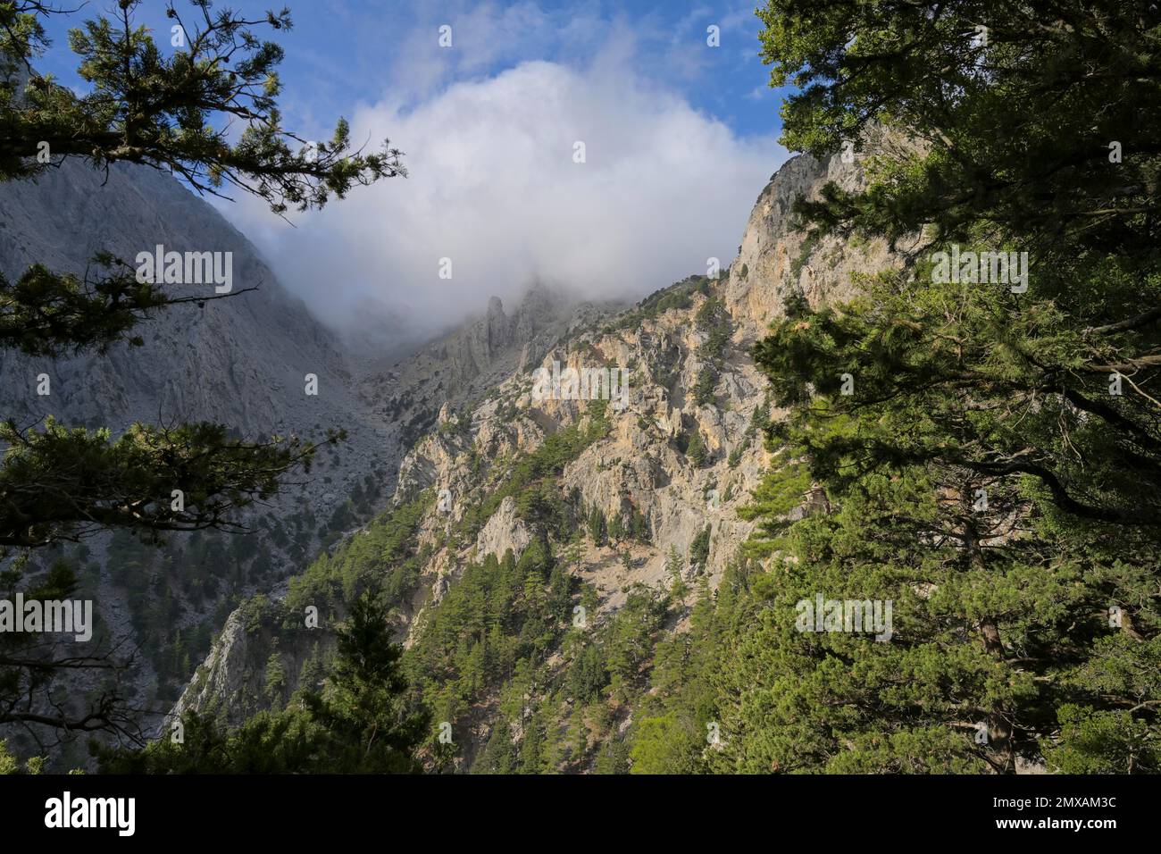 Trees, Samaria Gorge, Upper Passage, Crete, Greece Stock Photo - Alamy