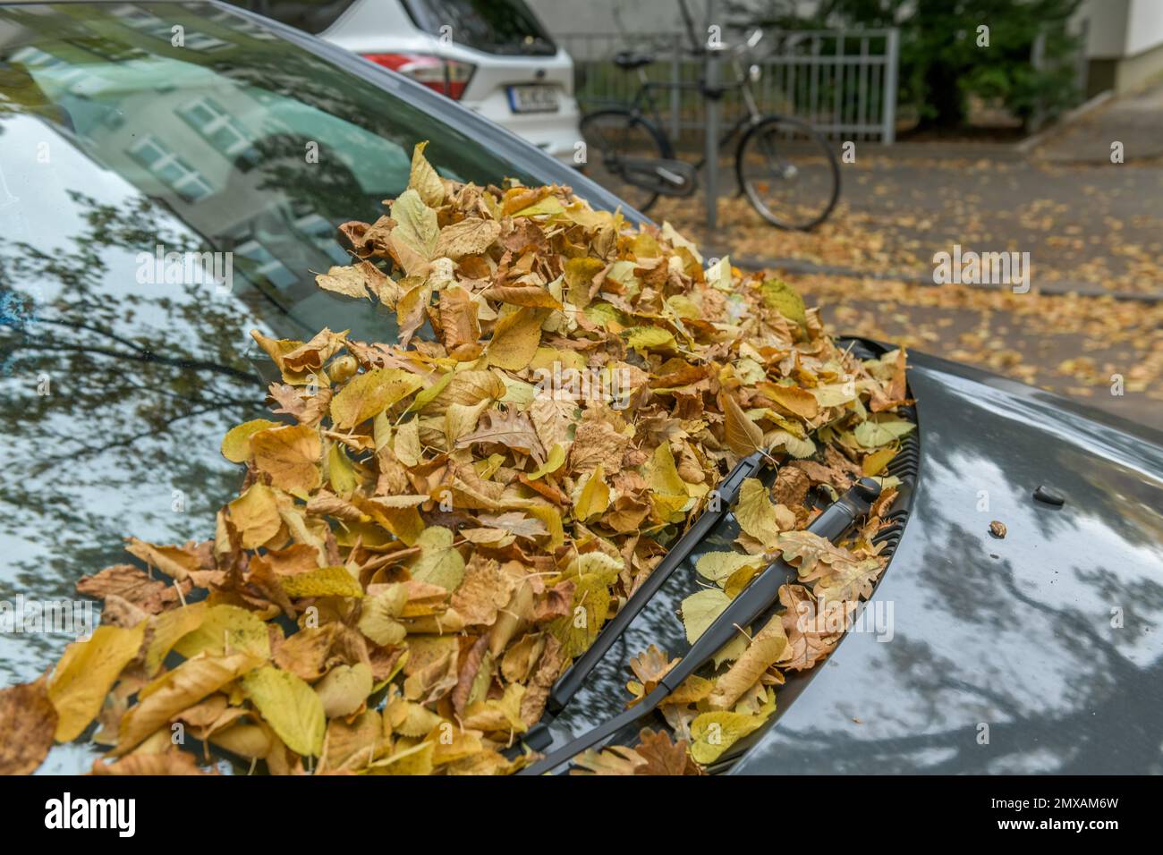 Windscreen, Car, Autumn, Leaves Stock Photo - Alamy