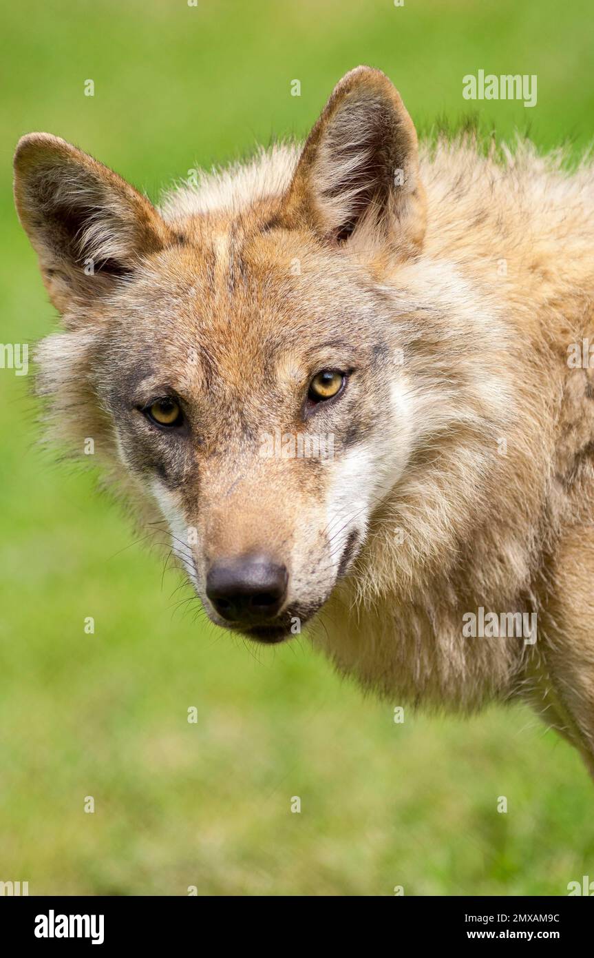 European gray wolf (Canis lupus), portrait, captive, Germany Stock ...