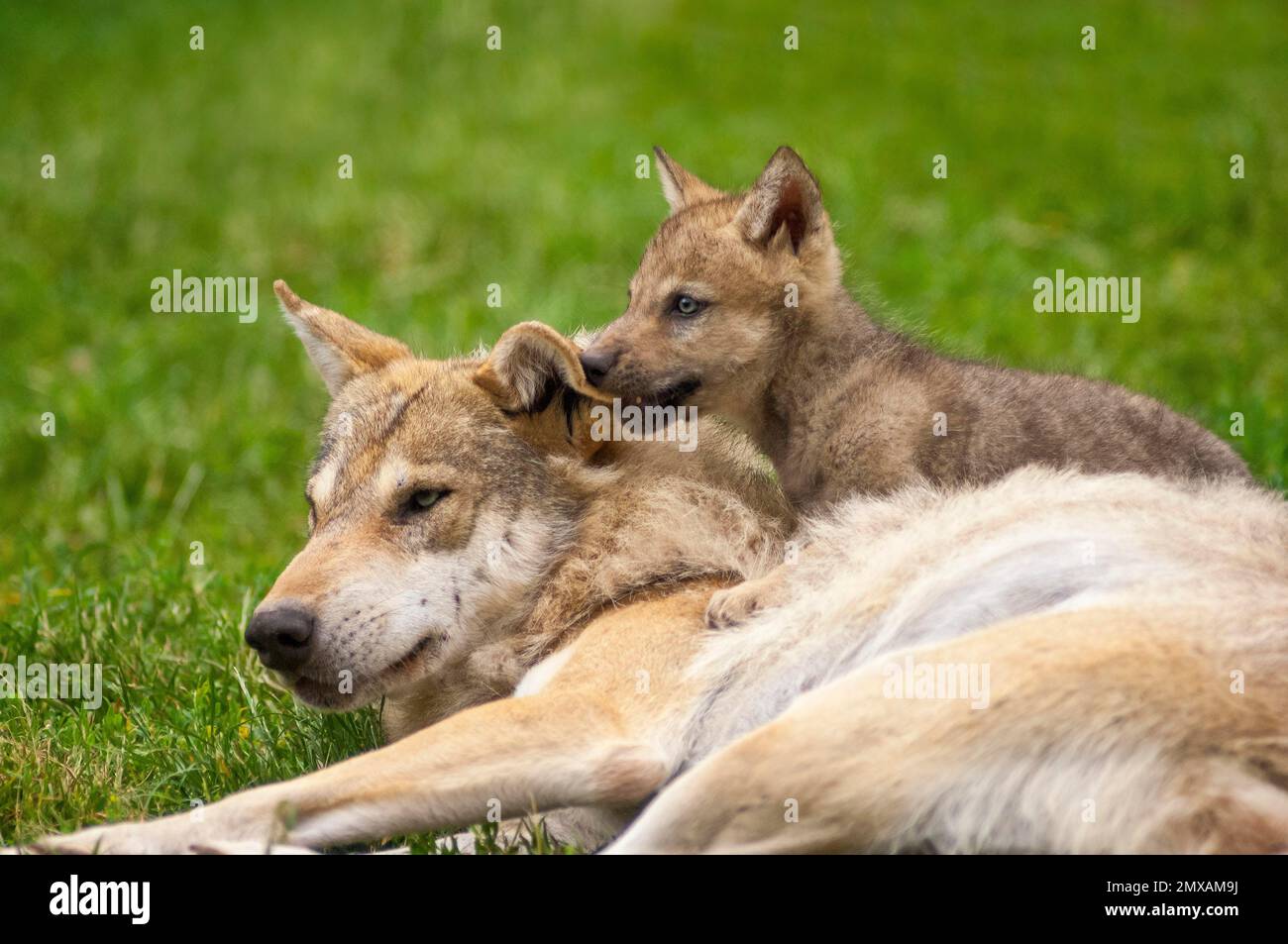 Young gray wolf (Canis lupus) bites its mother's ear, young, captive ...
