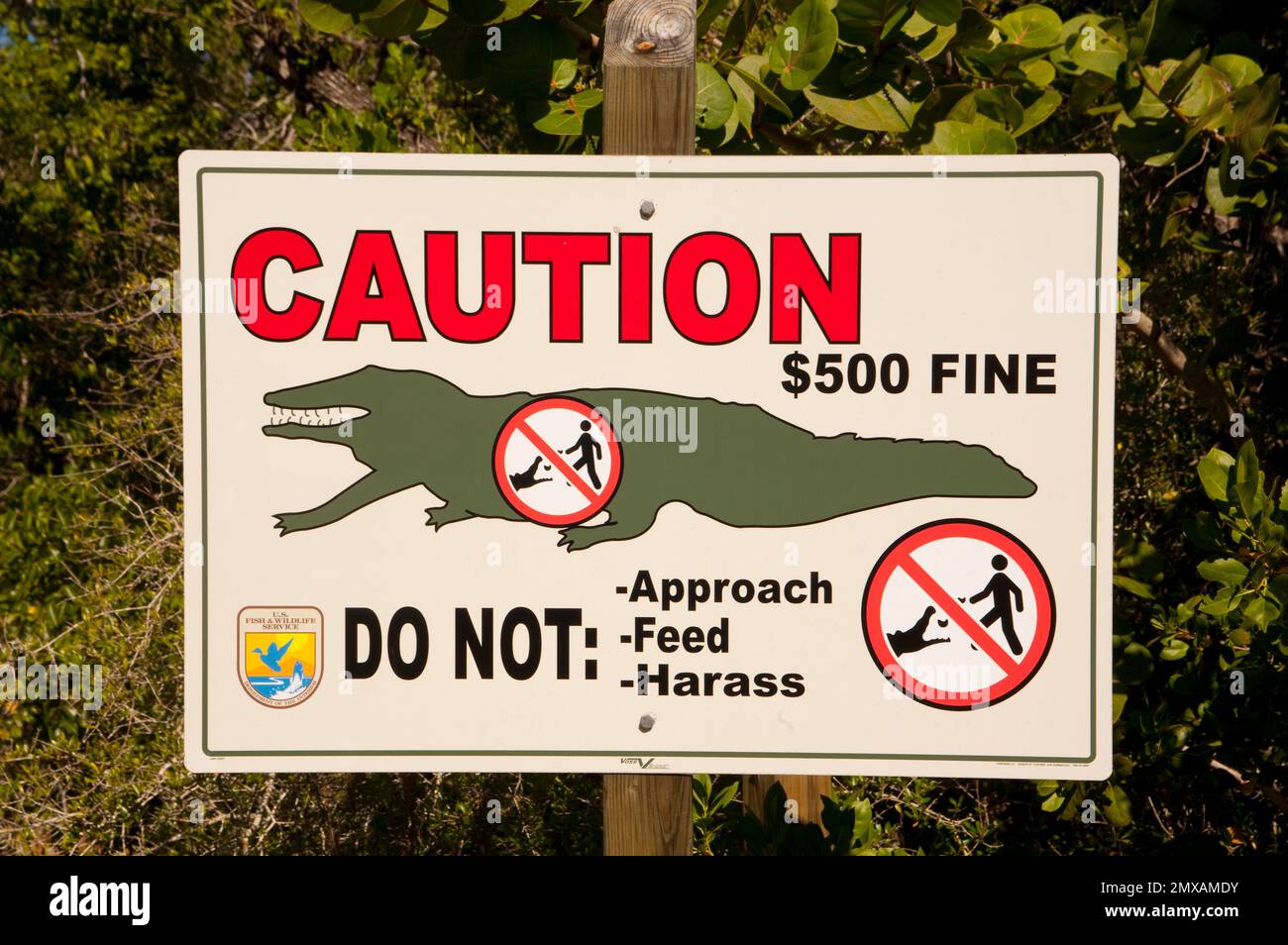 Warning sign about alligators at Ding Darling National Wildlife Refuge ...
