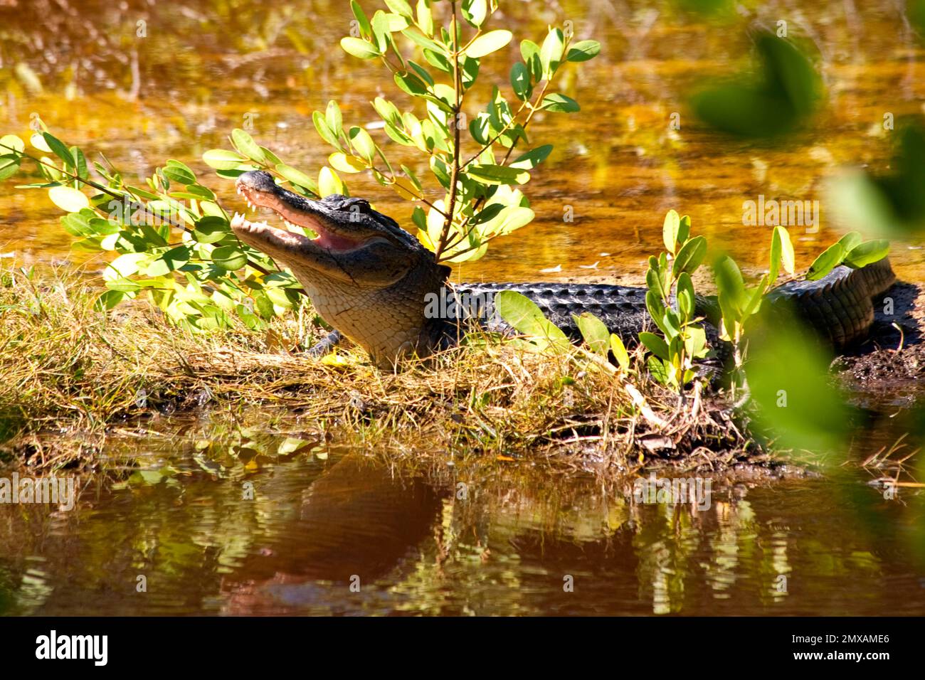 Alligator at Ding Darling National Wildlife Refuge/ alligator, Ding ...