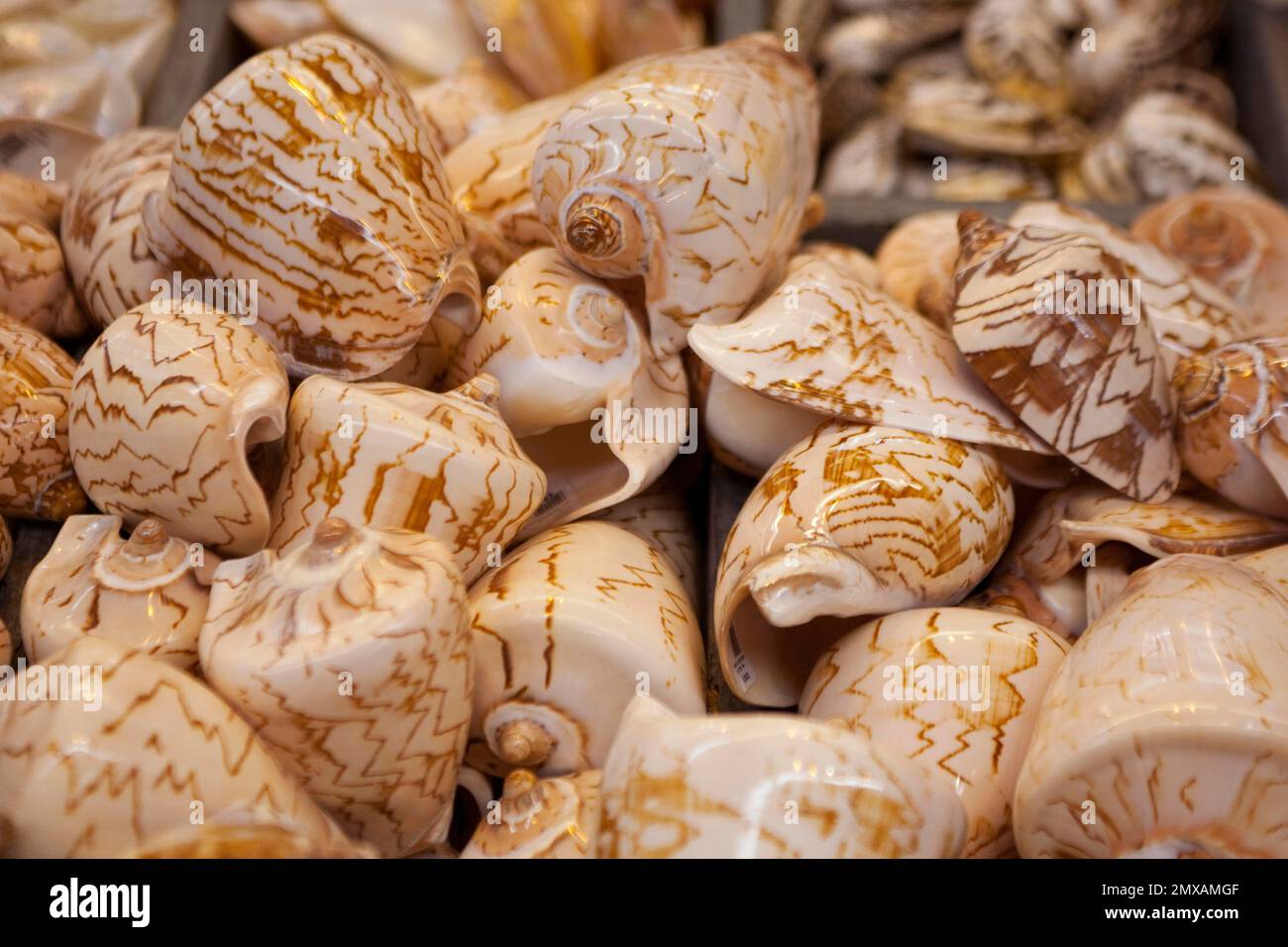 Shell Shop, Key West, Florida/ Shell Warehouse, Key West, Florida, Key ...
