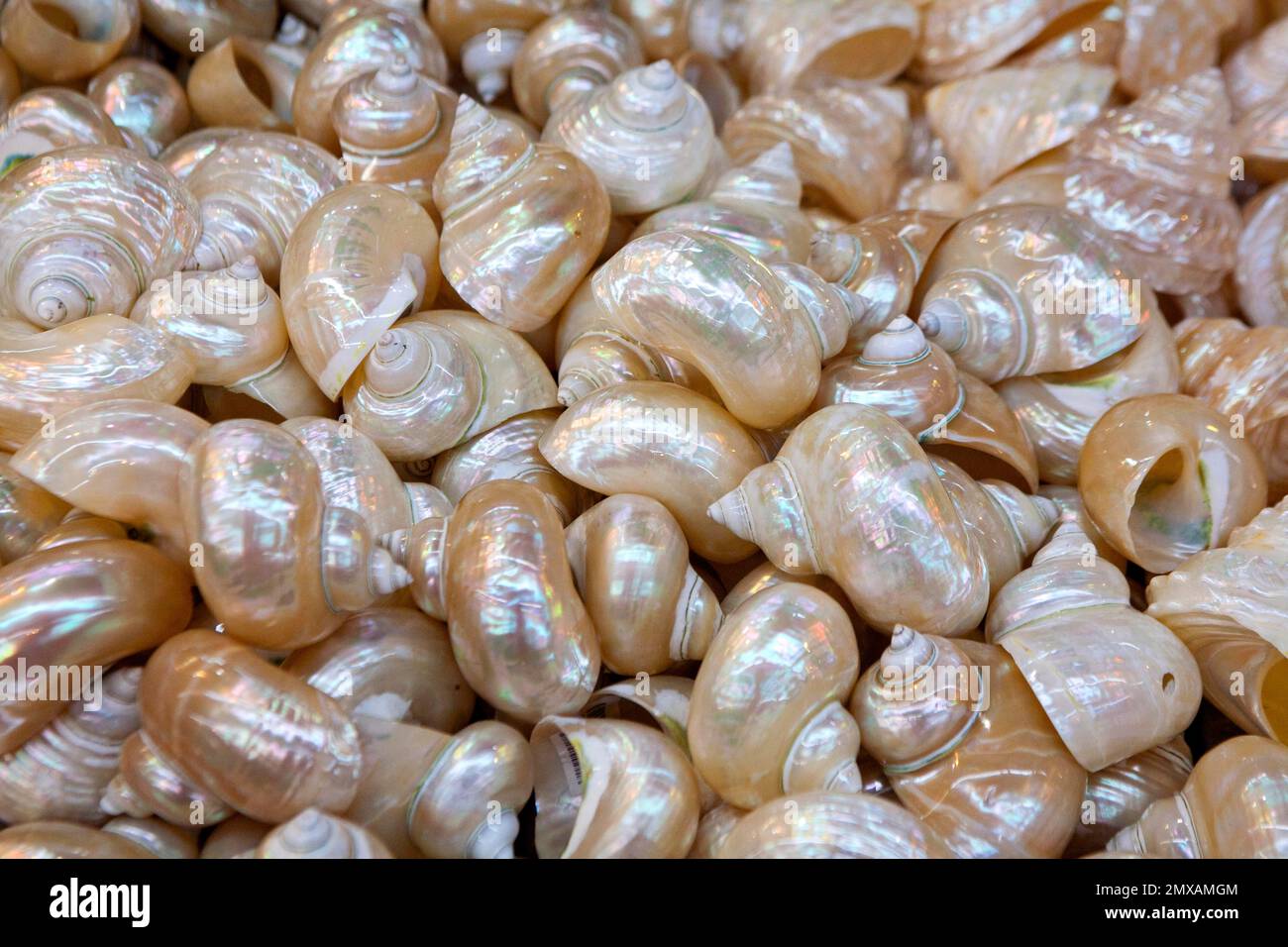 Florida key west shell warehouse hi-res stock photography and images ...
