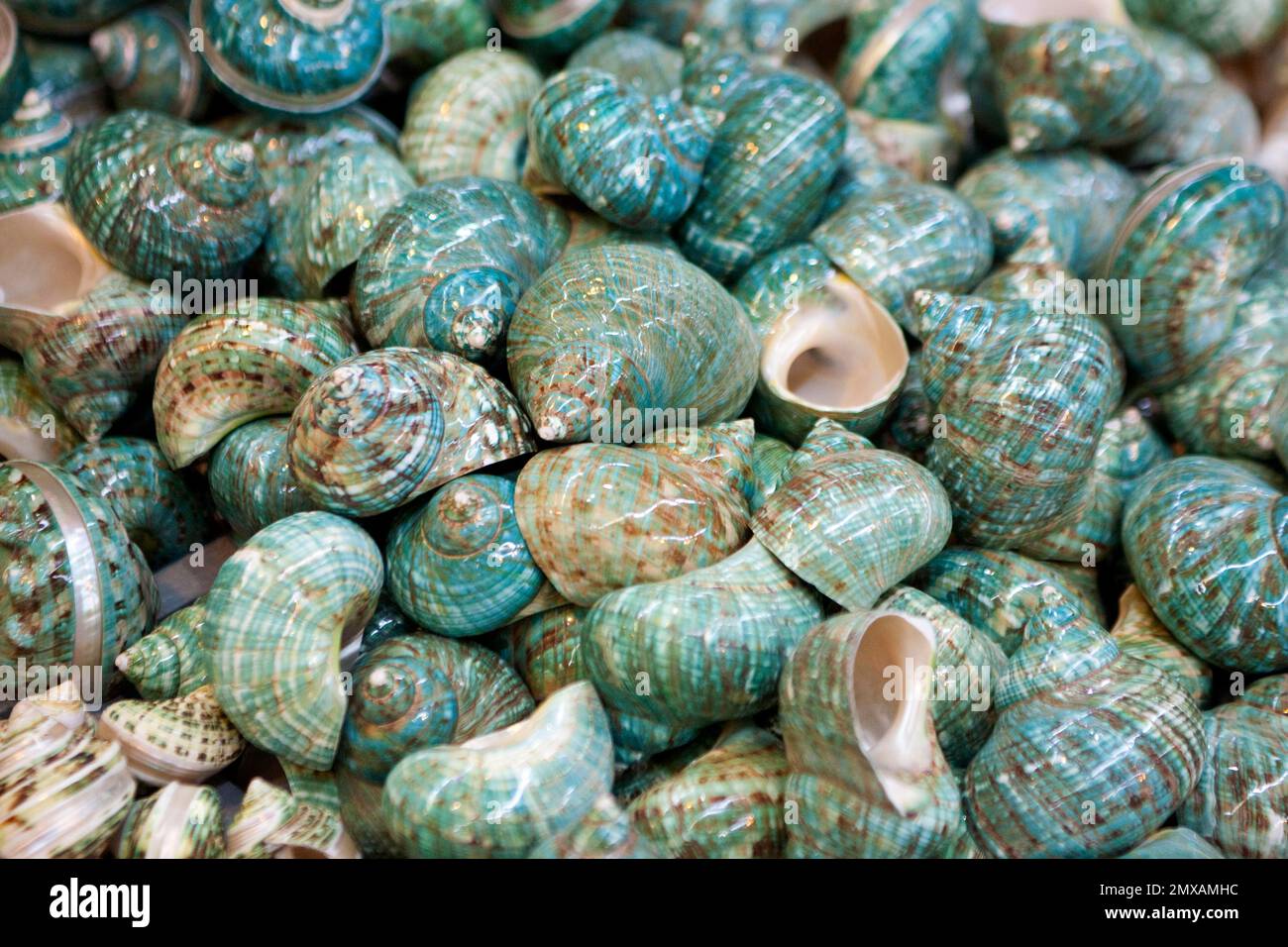 Shell Shop, Key West, Florida/ Shell Warehouse, Key West, Florida, Key ...