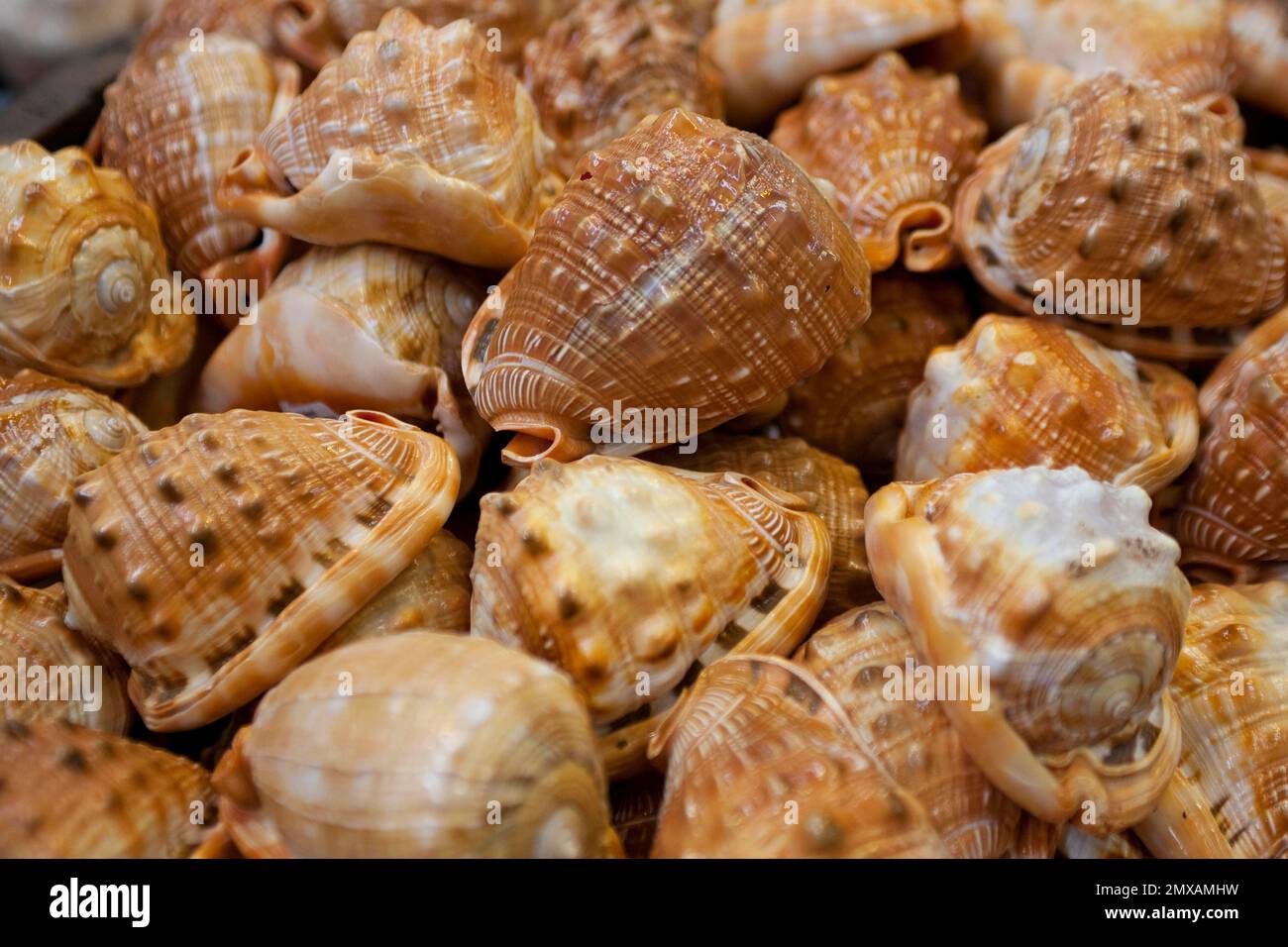 Florida key west shell warehouse hi-res stock photography and images ...