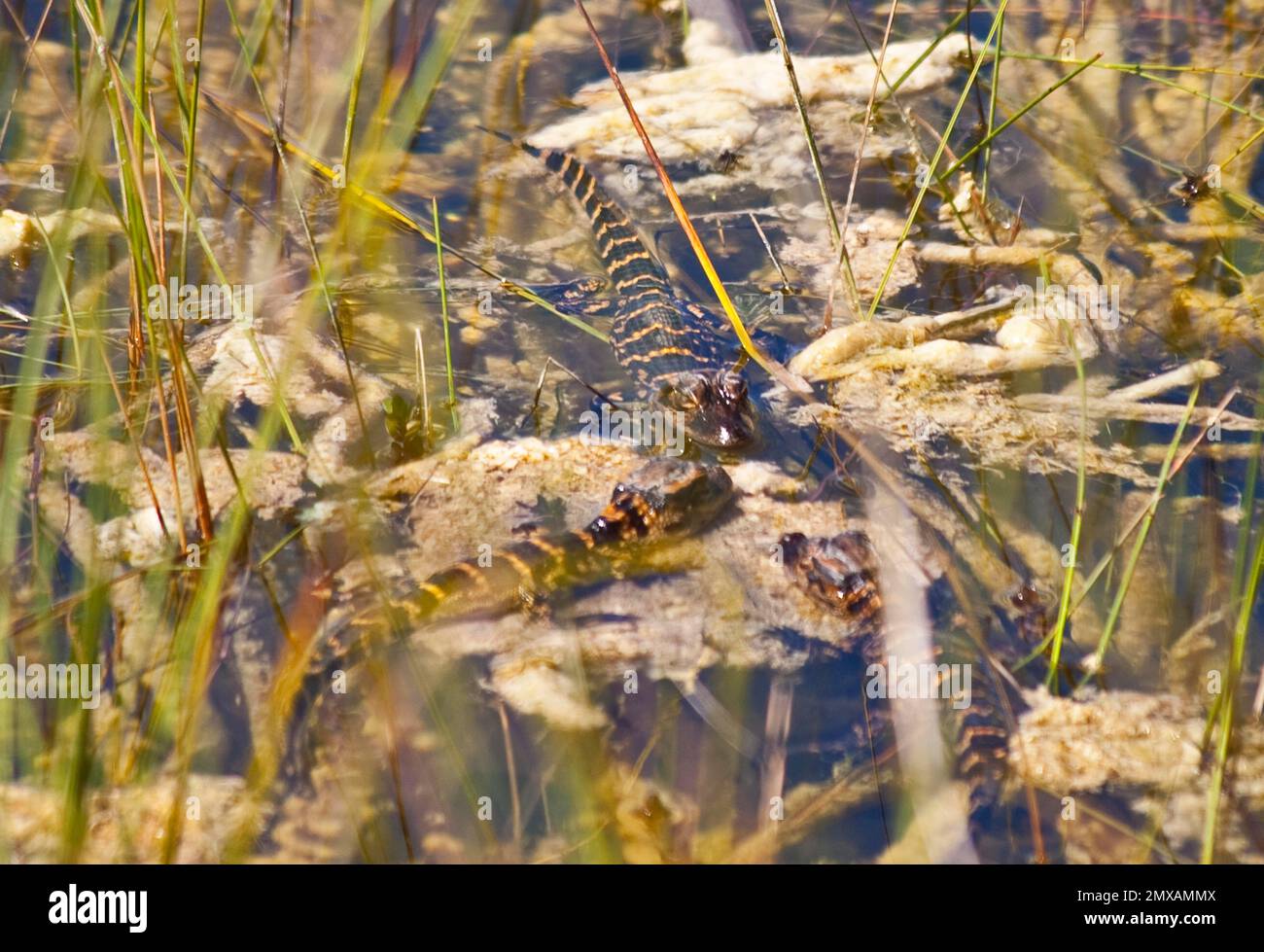 Mini alligators in the swampland, Everglades National Park, Florida ...