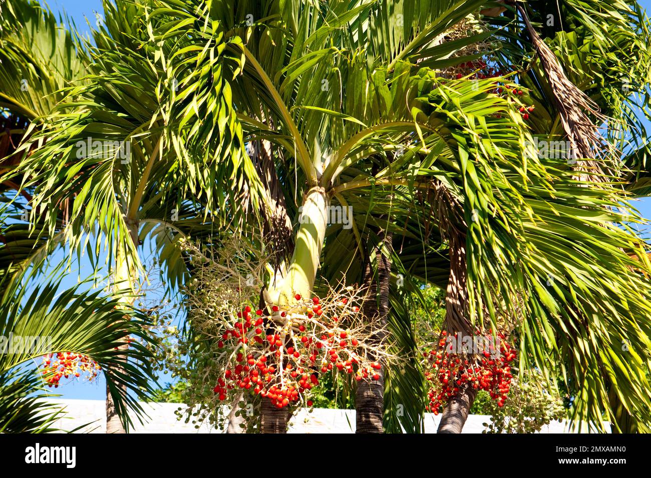 Hemingway House, Key West, Florida/ Hemingway Residence, Key West ...