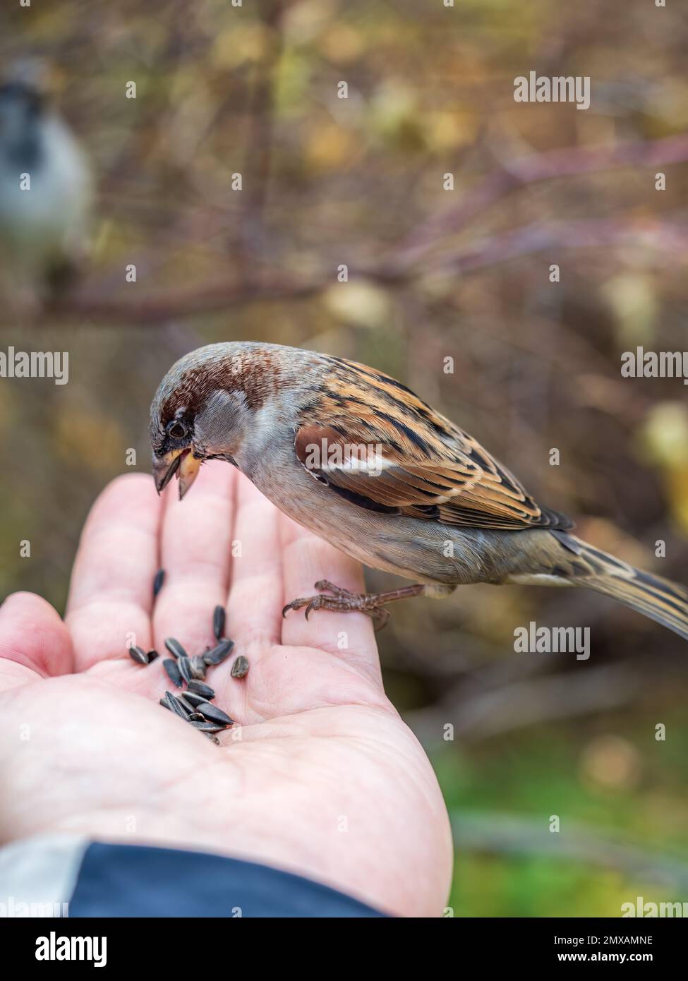Sparrow eats seeds from a man's hand. A Sparrow bird sitting on the ...