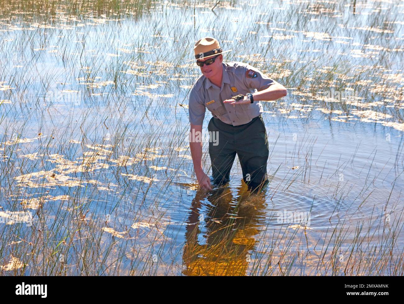 Ranger explains the swampland, Everglades National Park, Florida ...