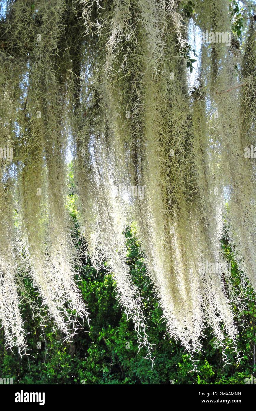 Overgrown Baeme, Everglades National Park, Florida/ overgron tree ...