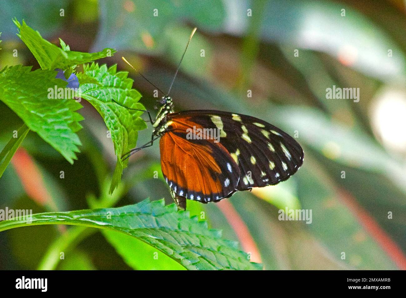 Butterfly Museum, Key West, Florida/ Key West Butterfly & Nature ...