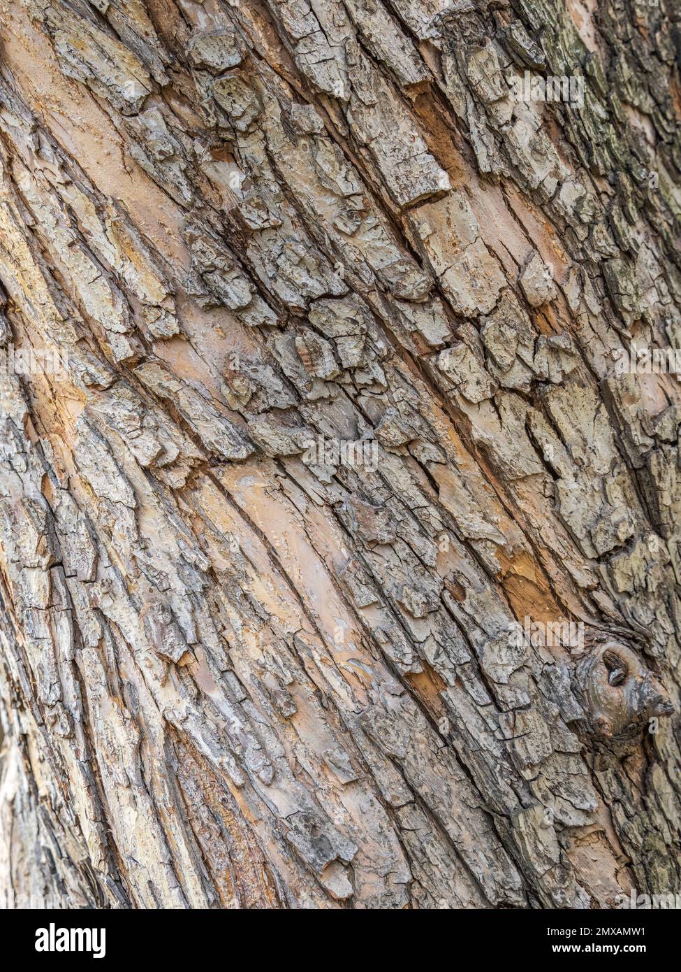 The texture of the bark of an old apple tree. Detailed bark texture ...