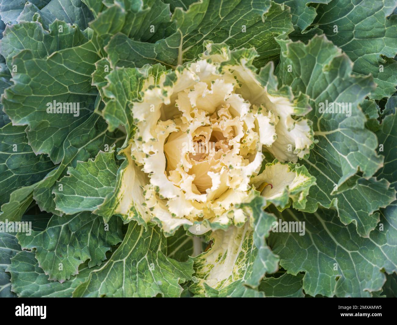 Close up of endless field with green leaves and purple veins of red ...