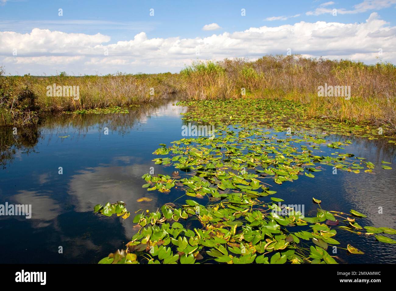 Anhinga Trail, swampland, Everglades National Park, Florida/ Anhinga ...