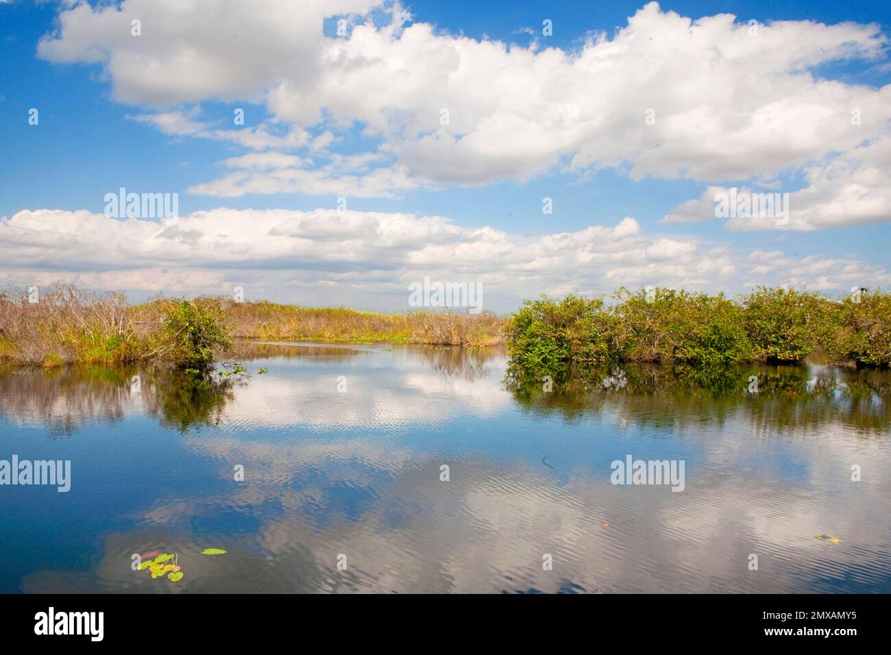 Anhinga Trail, swampland, Everglades National Park, Florida/ Anhinga ...