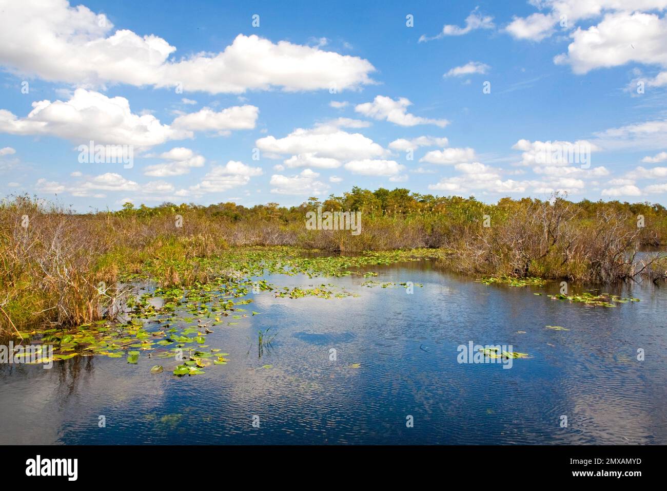 Anhinga Trail, swampland, Everglades National Park, Florida/ Anhinga ...