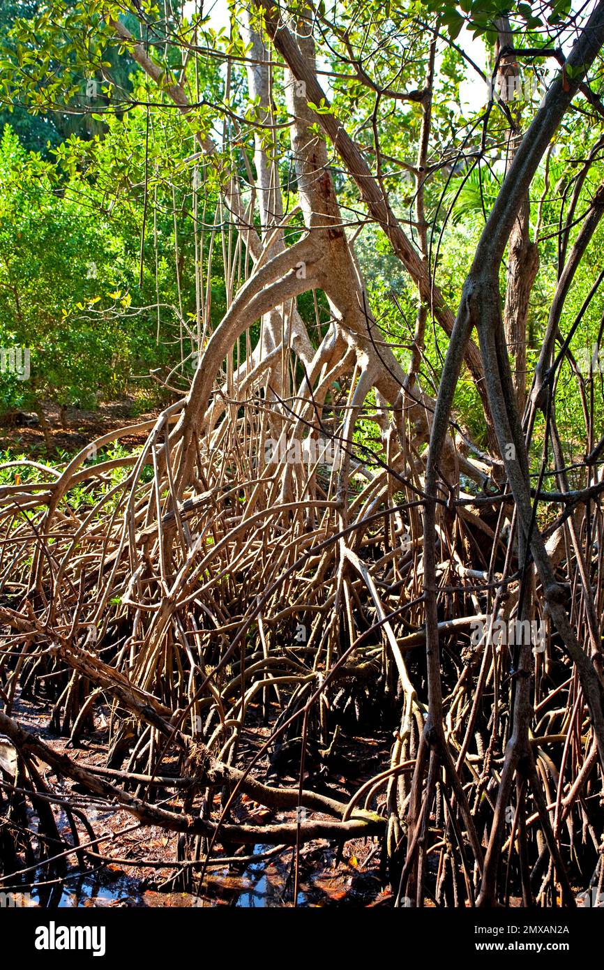 Mangroves in Ding Darling National Wildlife Refuge/ mangrove in Ding ...