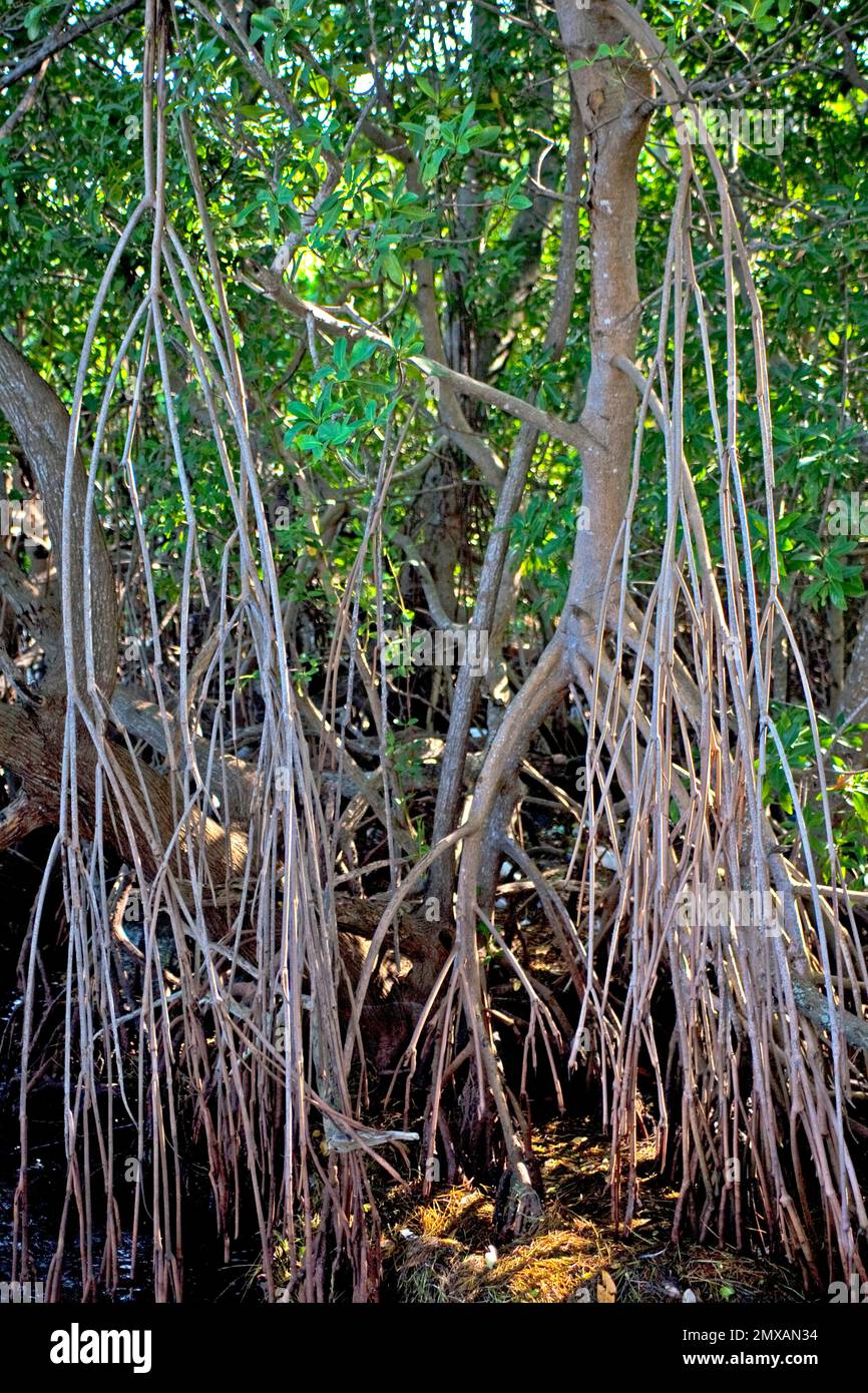 Mangroves in Ding Darling National Wildlife Refuge/ mangrove in Ding ...