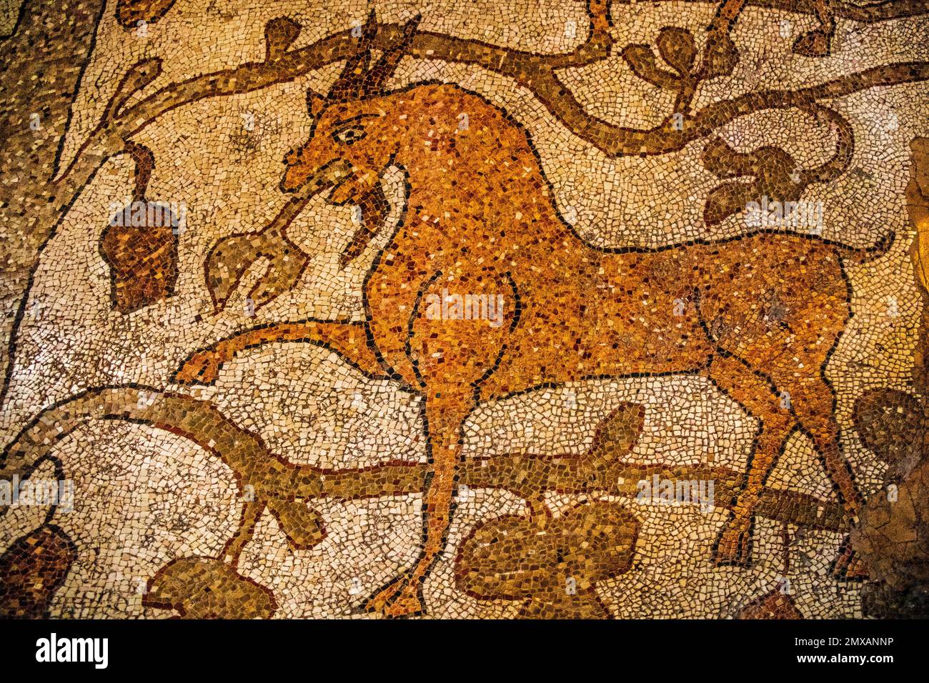 Floor mosaic in the Cathedral dell' Annunziata, Otranto, Apulia ...
