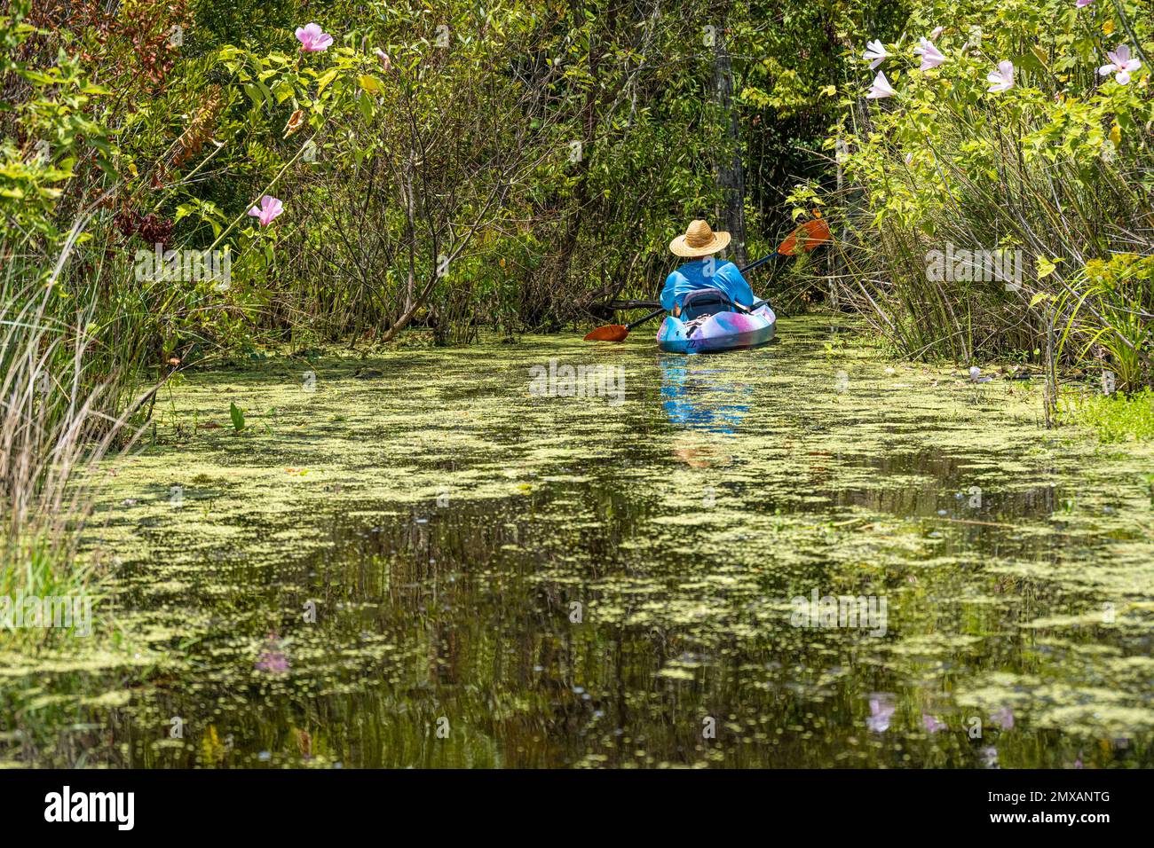 Kayaker paddling toward a tree canopy passage to the North Guana ...