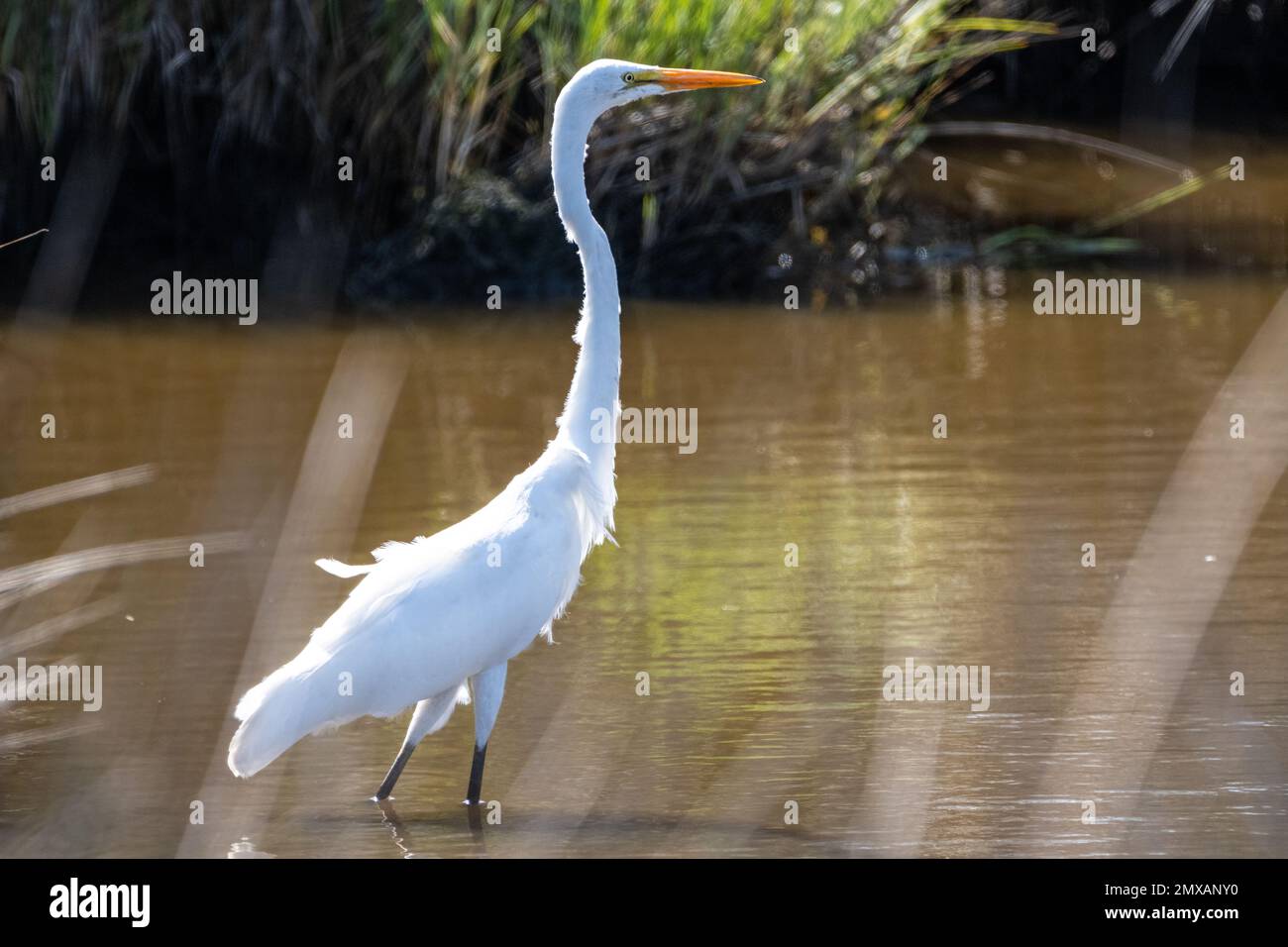 Great egret (Ardea alba) wading in a tidal marsh estuary at Fort Mose ...