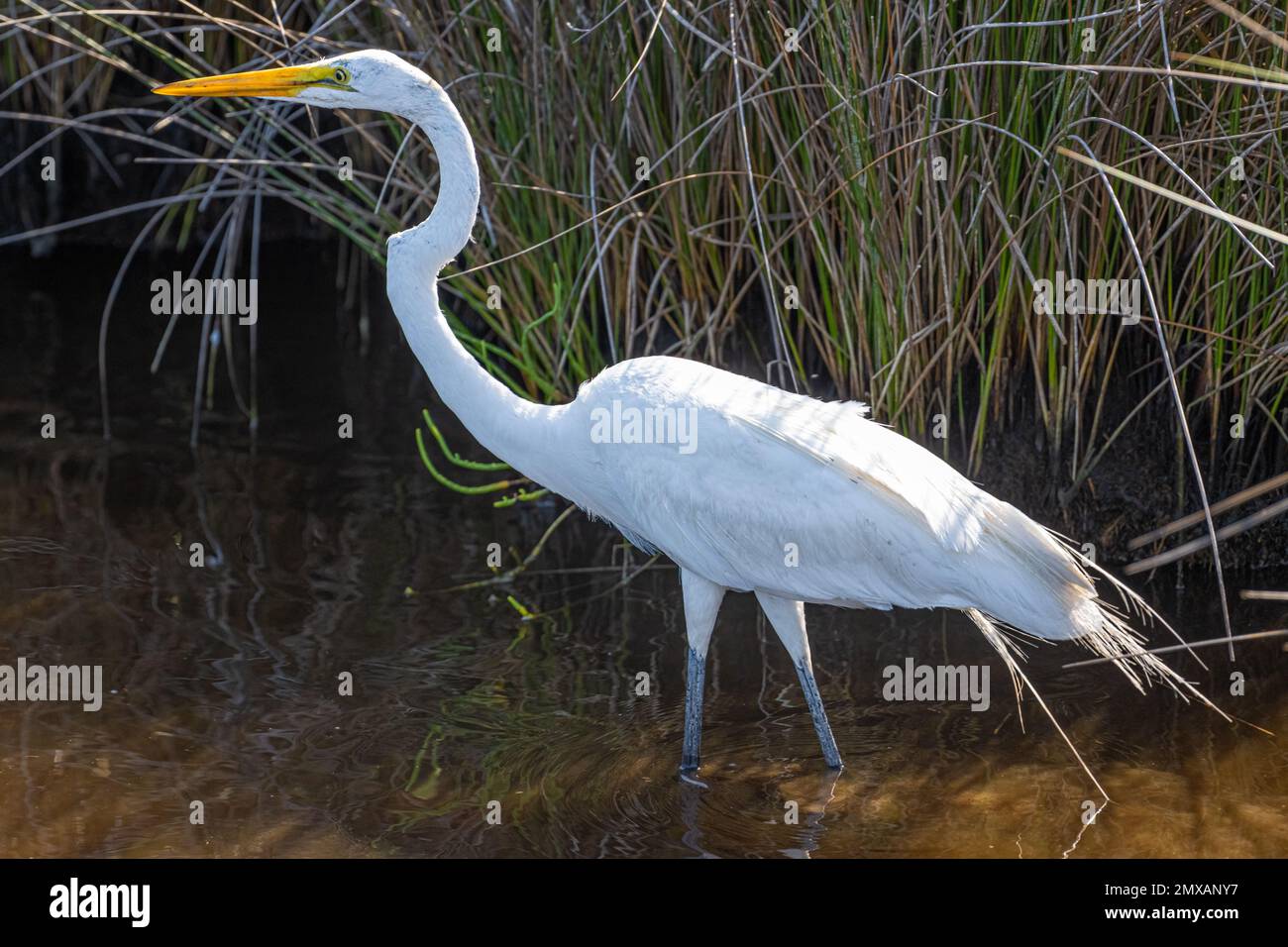 Great egret (Ardea alba) wading in a tidal marsh estuary at Fort Mose ...