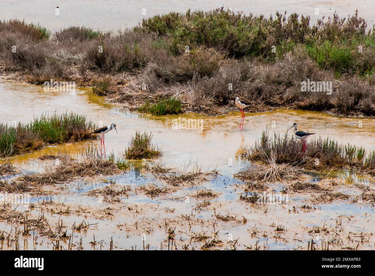 Salina Margherita of Savoy Nature Reserve, Puglia, Apulia, Italy Stock ...