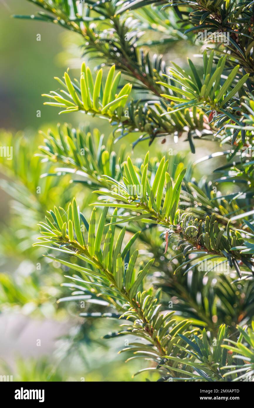 Yew branches with fresh green leaves. Taxus baccata close up. Green ...