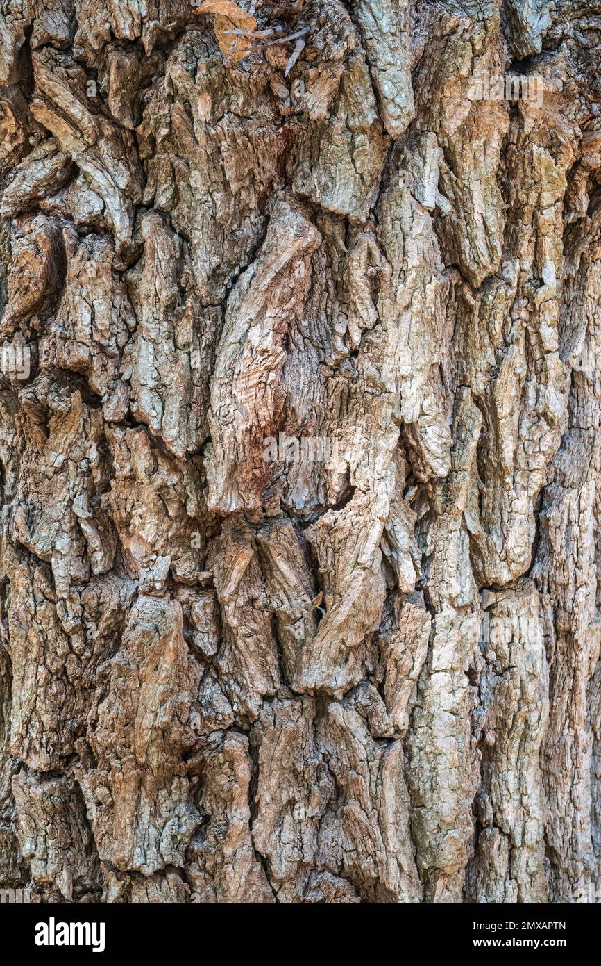 Texture of the bark of old maple tree. Cracked bark, embossed texture ...