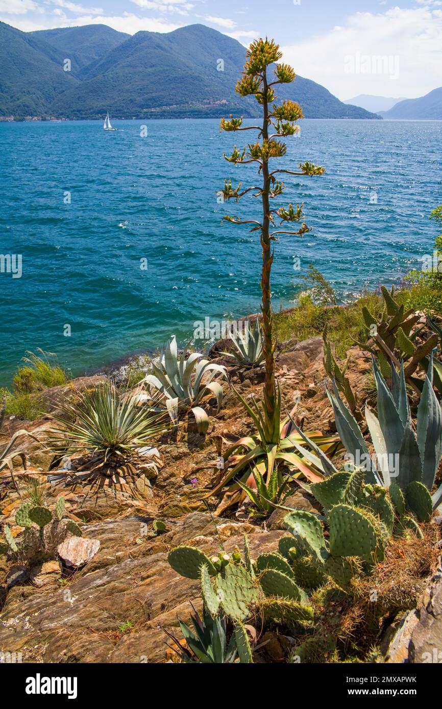Lago subtropical hi-res stock photography and images - Alamy