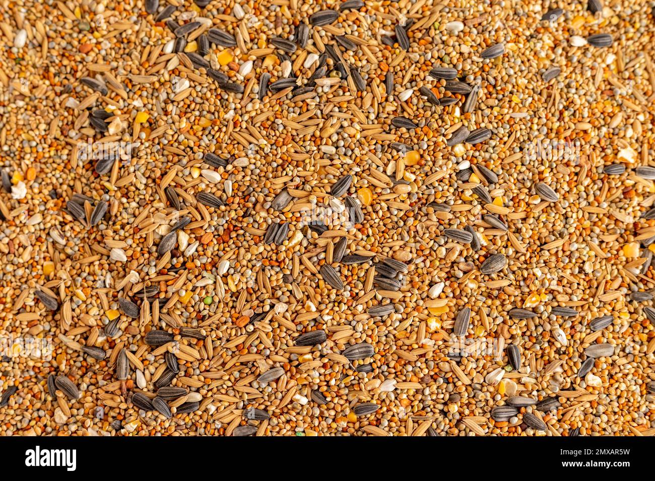 Birds seeds mix closeup view Stock Photo - Alamy