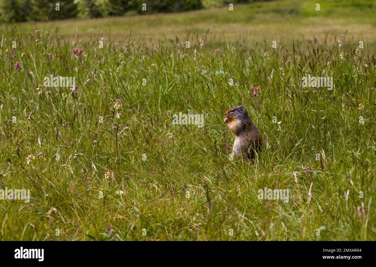 Columbian ground squirrel eats berries. A rodent grazes in the grass of ...