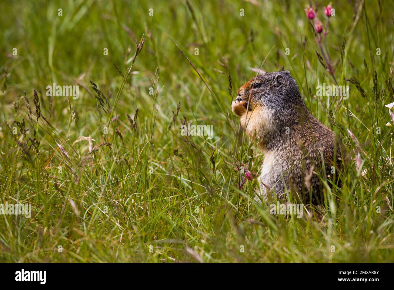 Columbian ground squirrel eats berries. A rodent grazes in the grass of ...