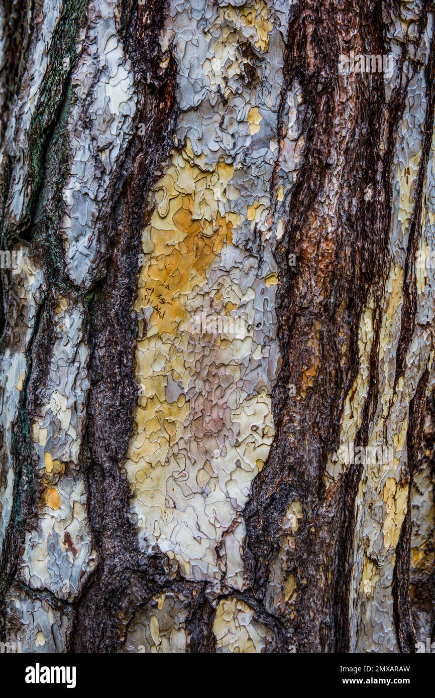 Tree bark, Ticino, Switzerland, Ticino, Switzerland Stock Photo - Alamy