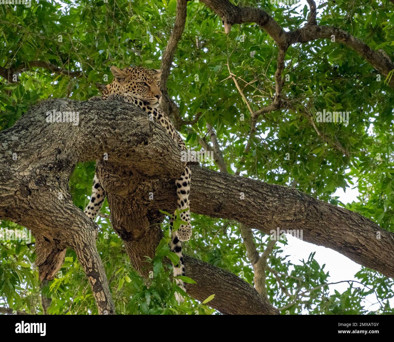 Leopard sleeping in the Branches of a Tree Stock Photo - Alamy