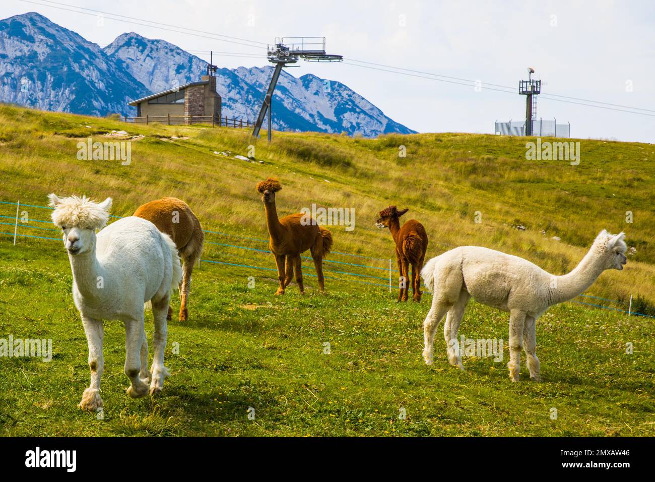 Alpacas on Monte Baldo, 30 kilometre long ridge, approx. 2000 metres ...