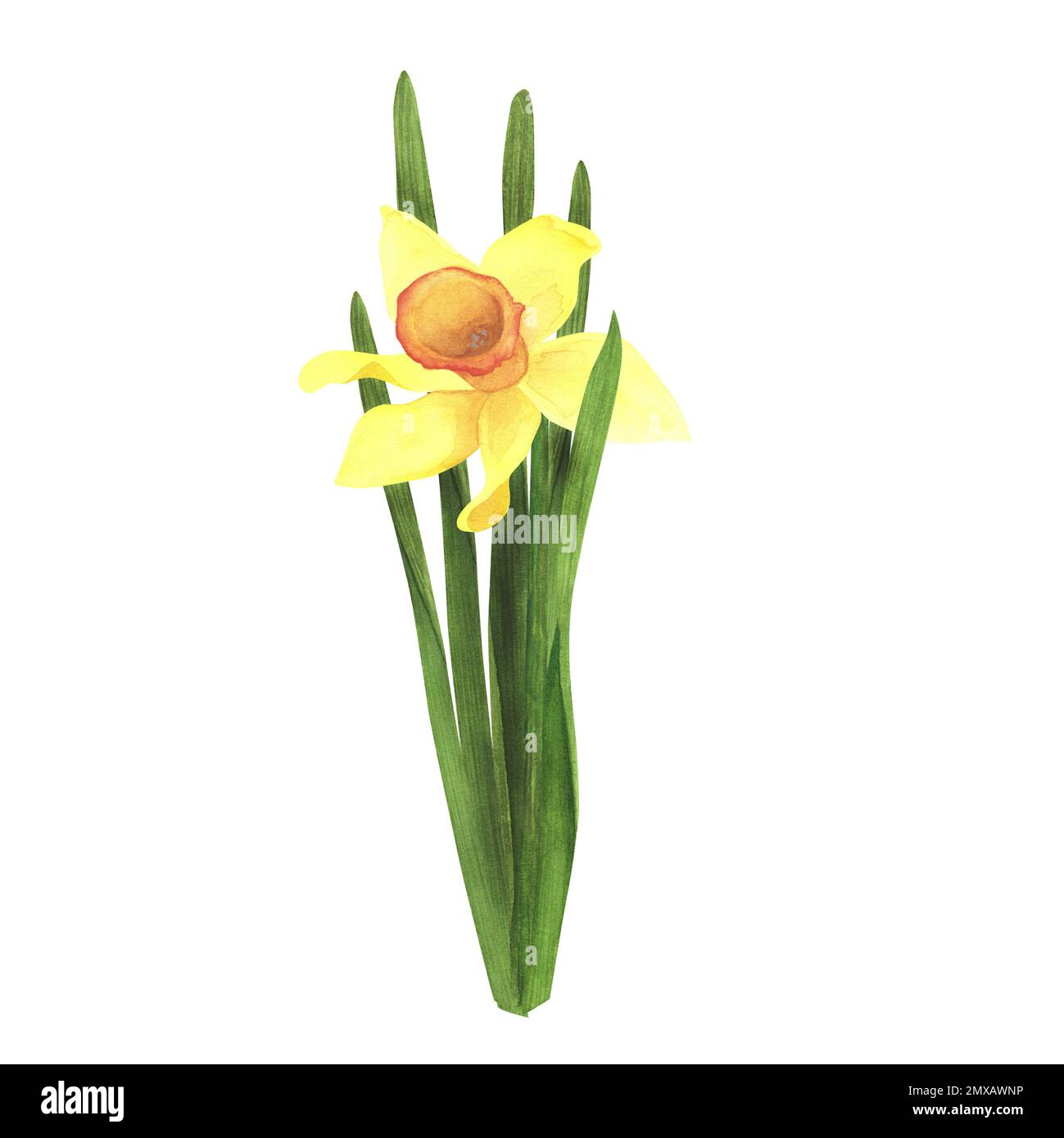 Daffodil isolated on white background. Watercolor hand drawn botanical ...