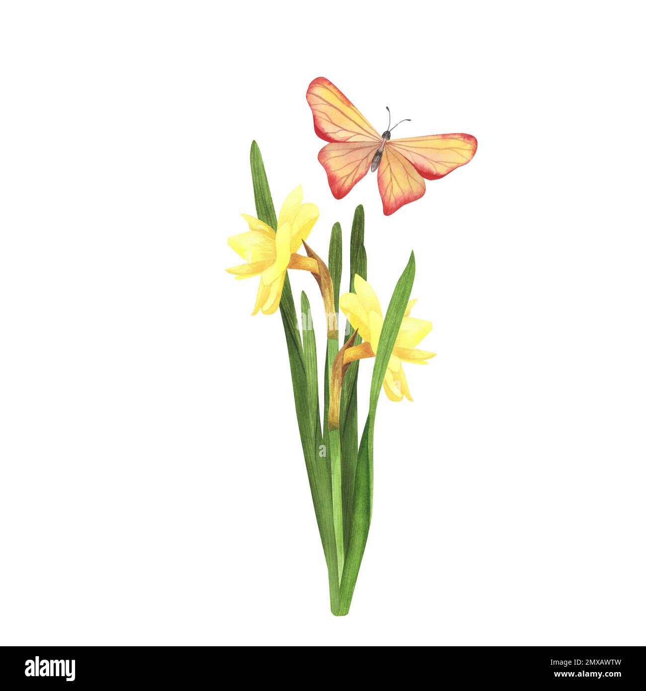 daffodil flower with flying red butterfly isolated on white background ...